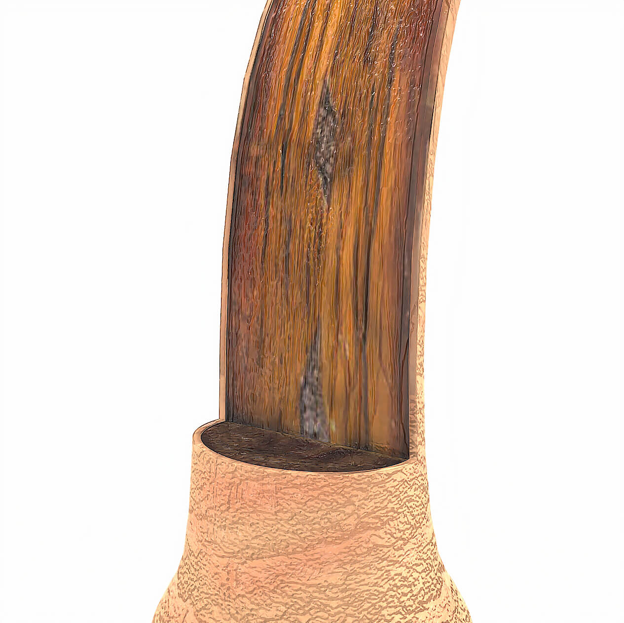 Human Hair Anatomy - 3D Model by clacydarch