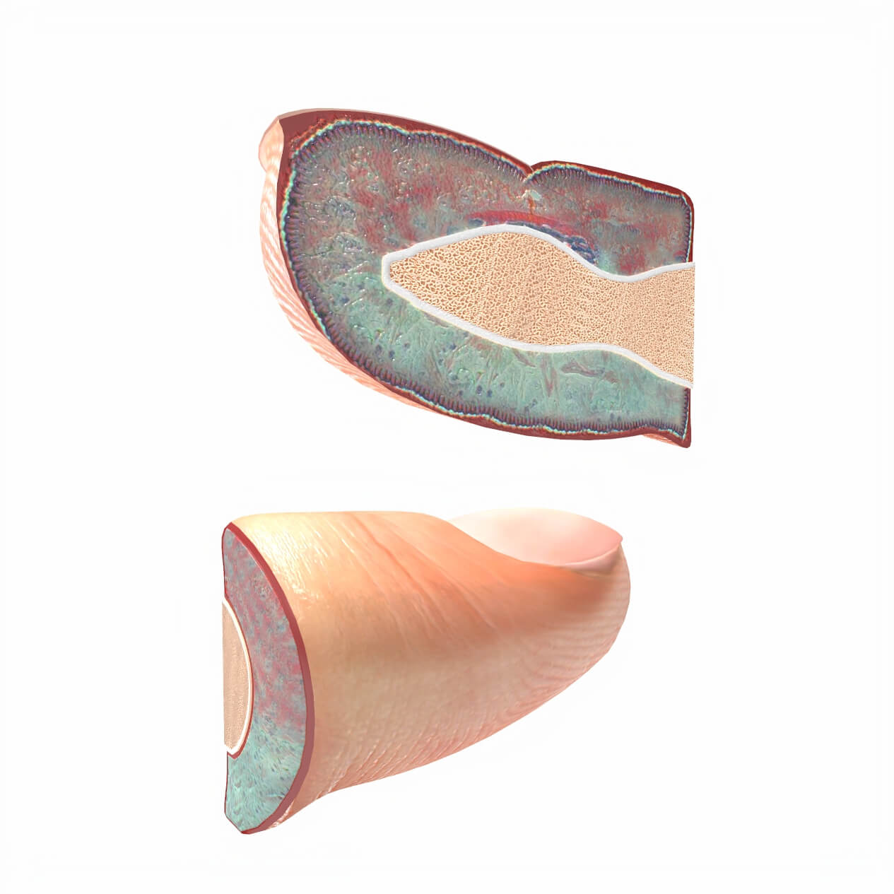 Human Nail Anatomy - 3D Model by clacydarch