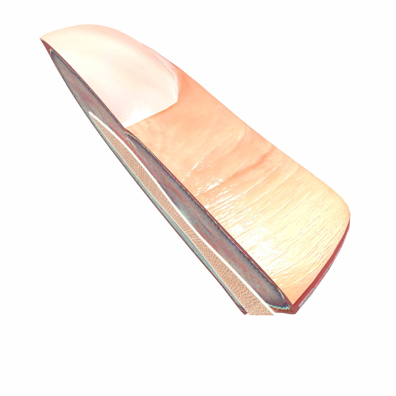 Human Nail Anatomy - 3D Model by clacydarch