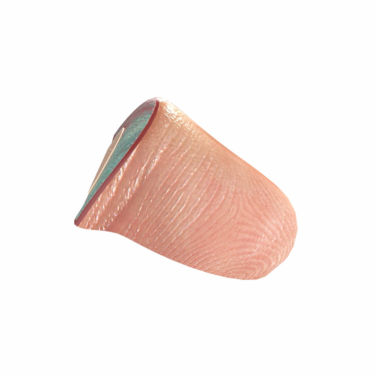 Human Nail Anatomy - 3D Model by clacydarch