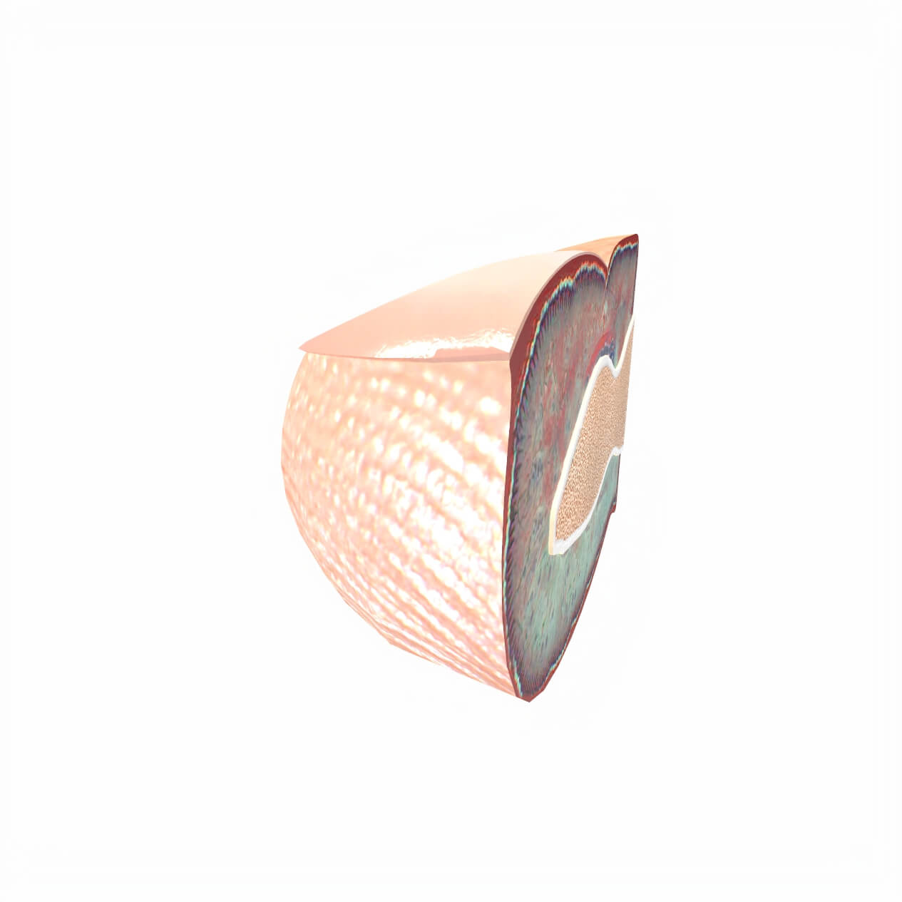 Human Nail Anatomy - 3D Model by clacydarch