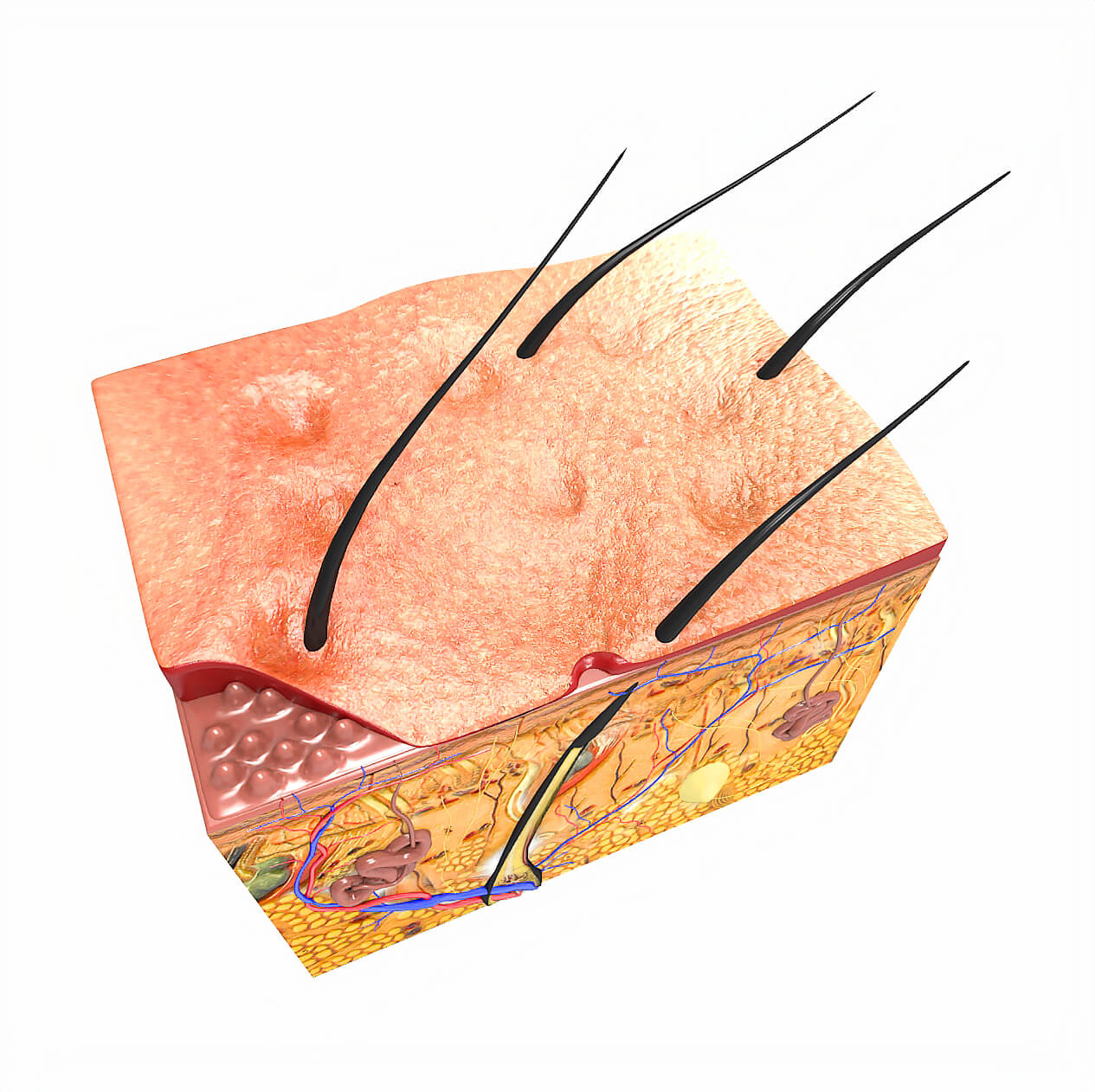 Human Skin Anatomy - 3D Model by clacydarch