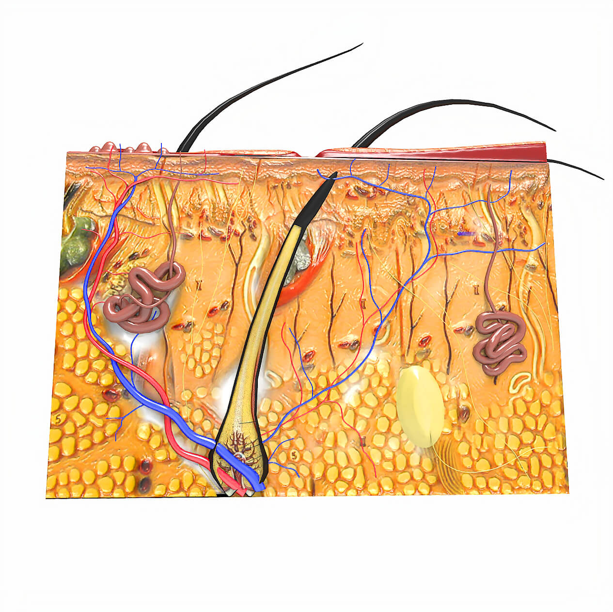 Human Skin Anatomy - 3D Model by clacydarch