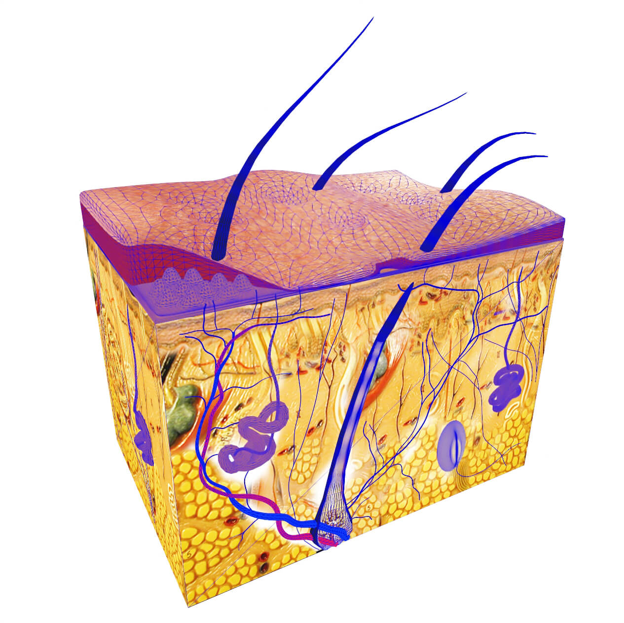 Human Skin Anatomy - 3D Model by clacydarch