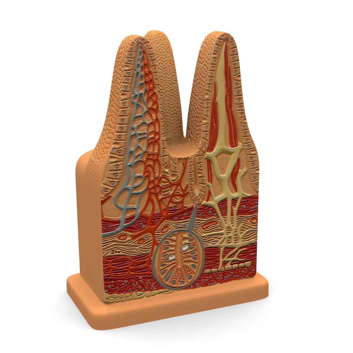 Microbiology Digestive Villi - 3D Model by clacydarch