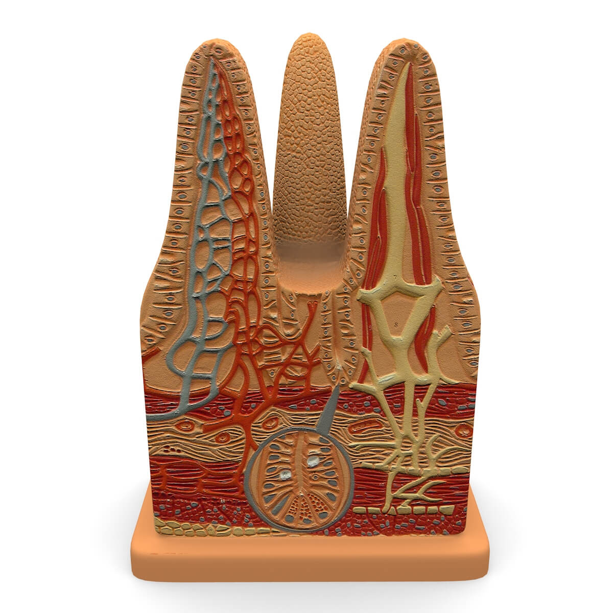 Microbiology Digestive Villi - 3D Model by clacydarch