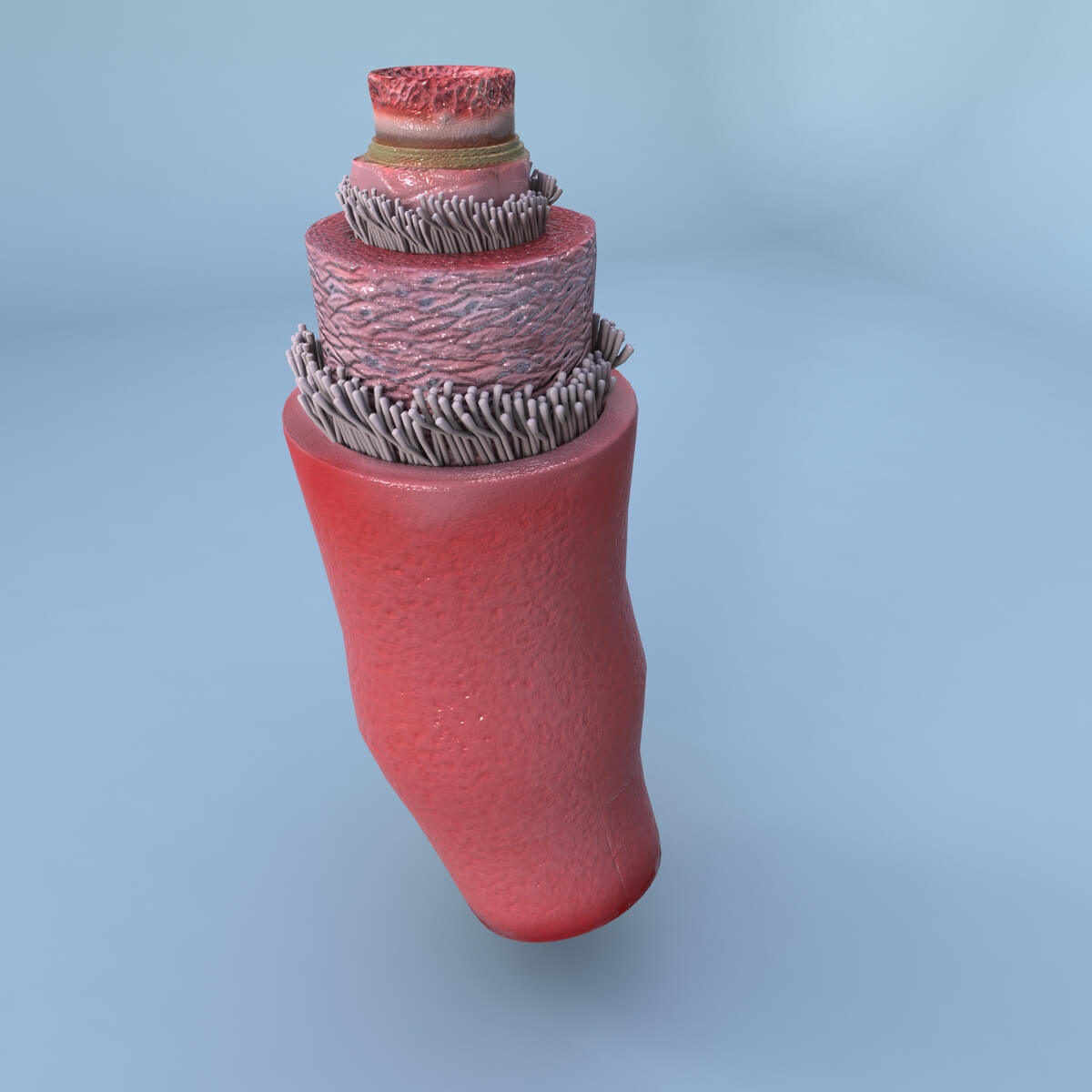 Structure of a Normal Heart Artery - 3D Model by clacydarch