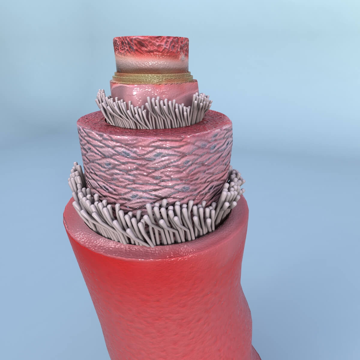 Structure of a Normal Heart Artery - 3D Model by clacydarch