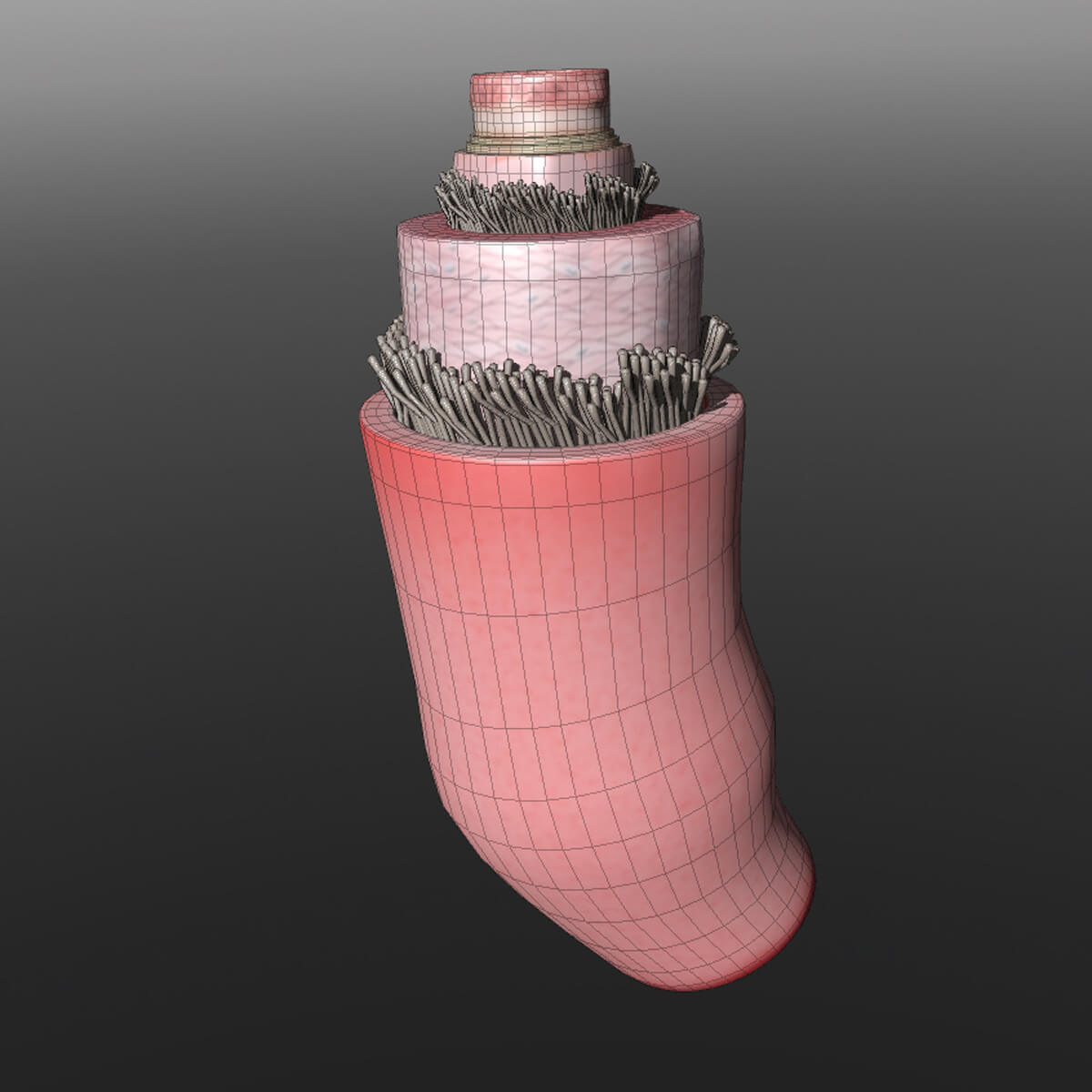 Structure of a Normal Heart Artery - 3D Model by clacydarch