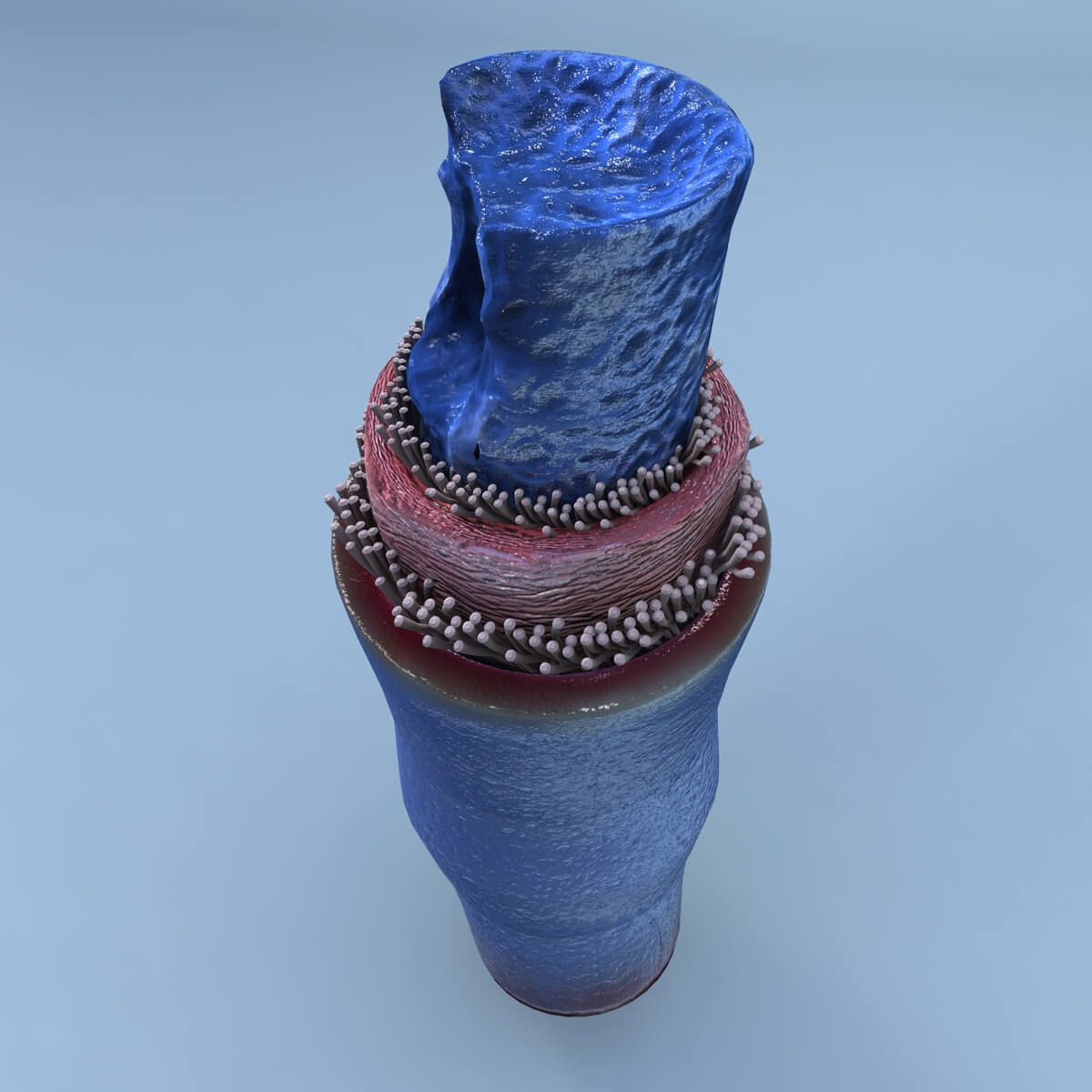 Structure of a Normal Heart Vein - 3D Model by clacydarch