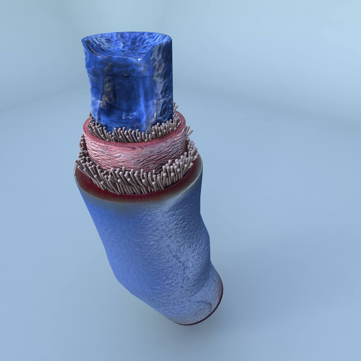 Structure of a Normal Heart Vein - 3D Model by clacydarch