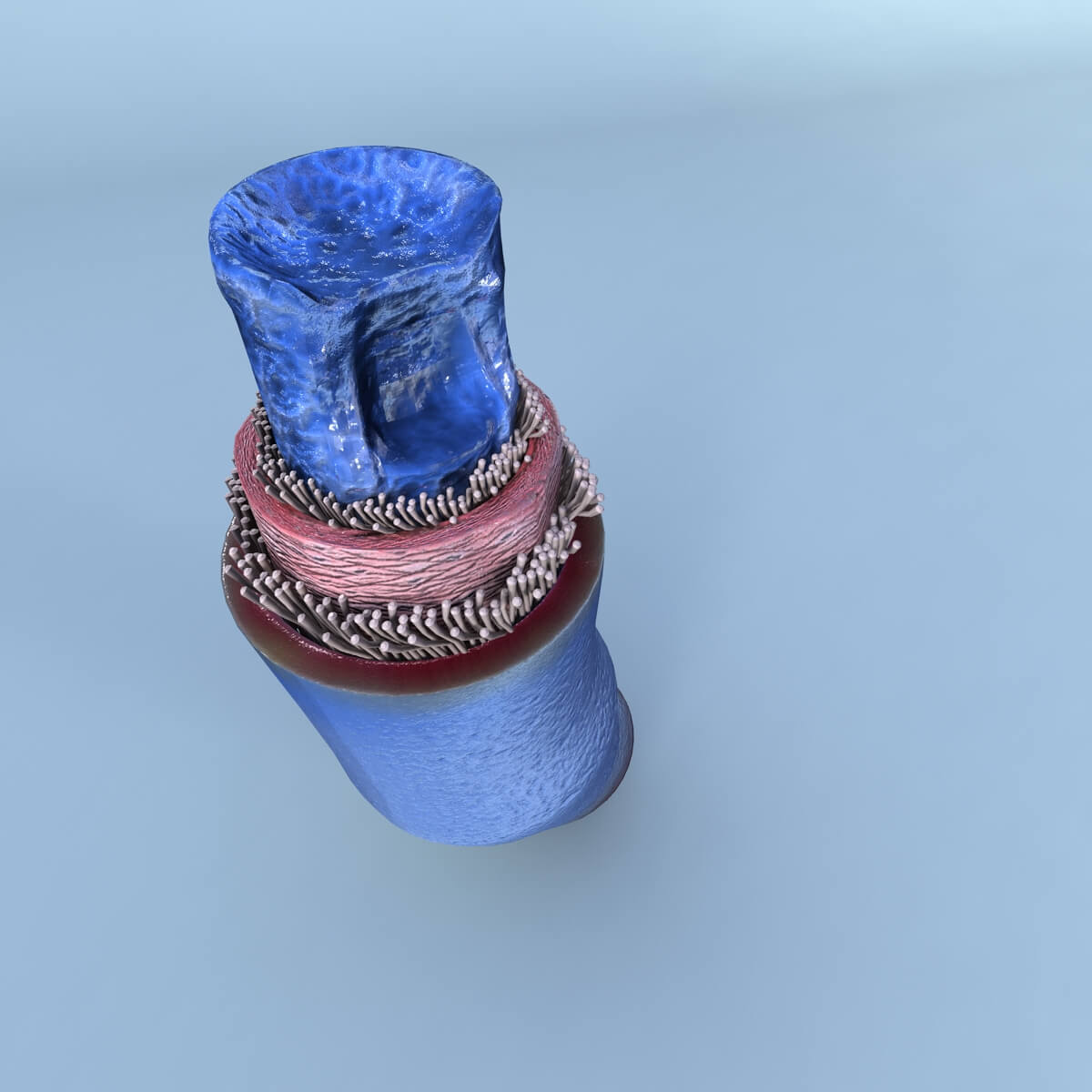 Structure of a Normal Heart Vein - 3D Model by clacydarch