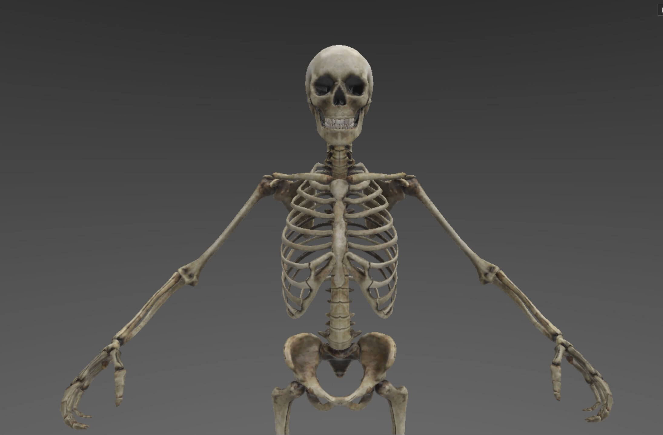 Skeleton - 3D Model by Claw The Ripper