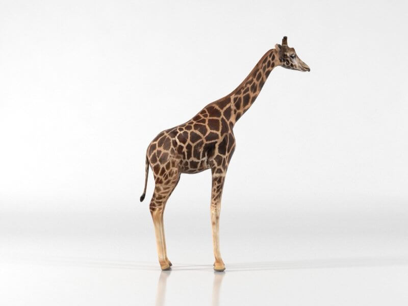 Giraffe - 3D Model by Cleveyus