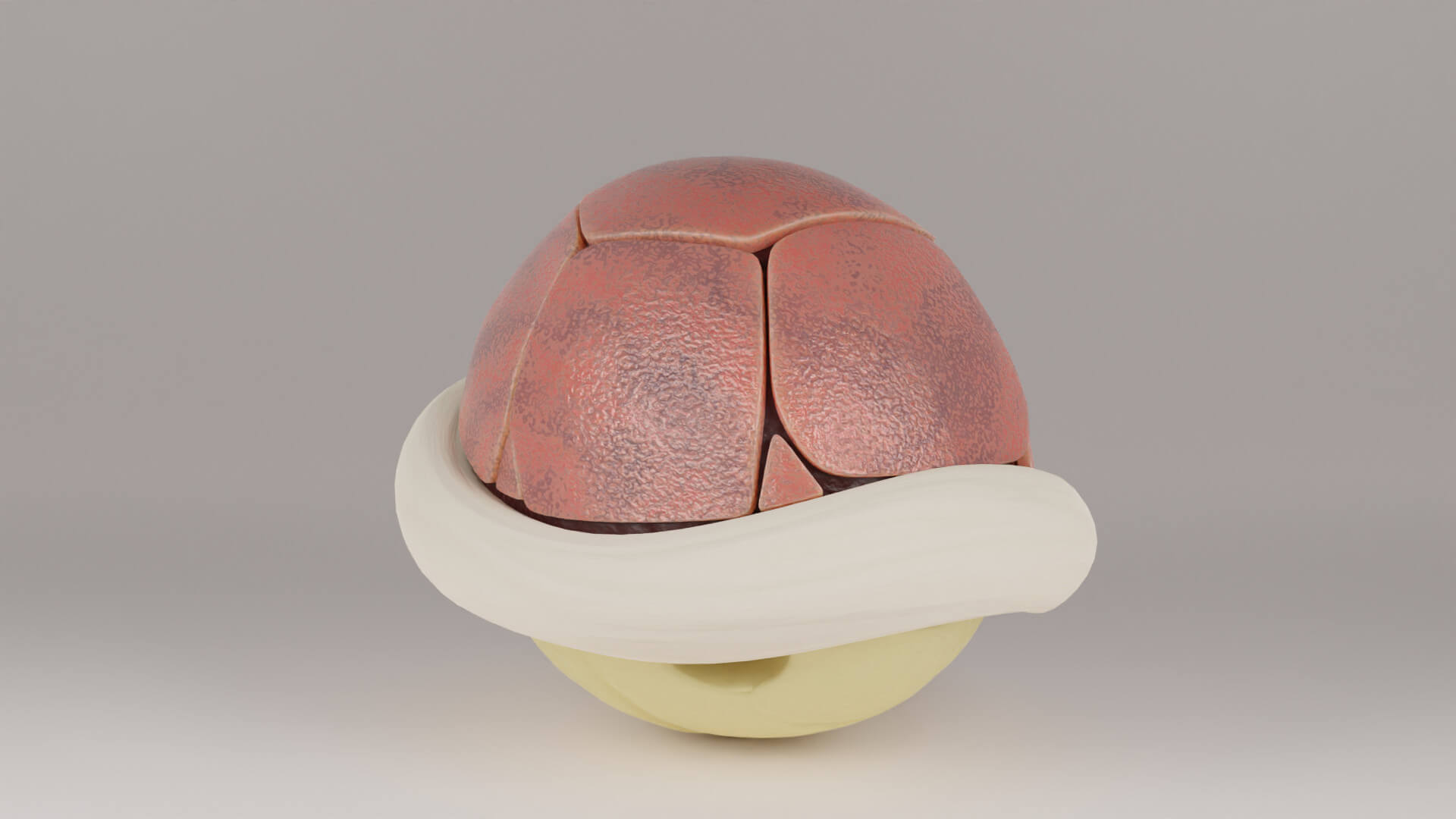 Shells and Spiny Shell - 3D Model by clickdamn