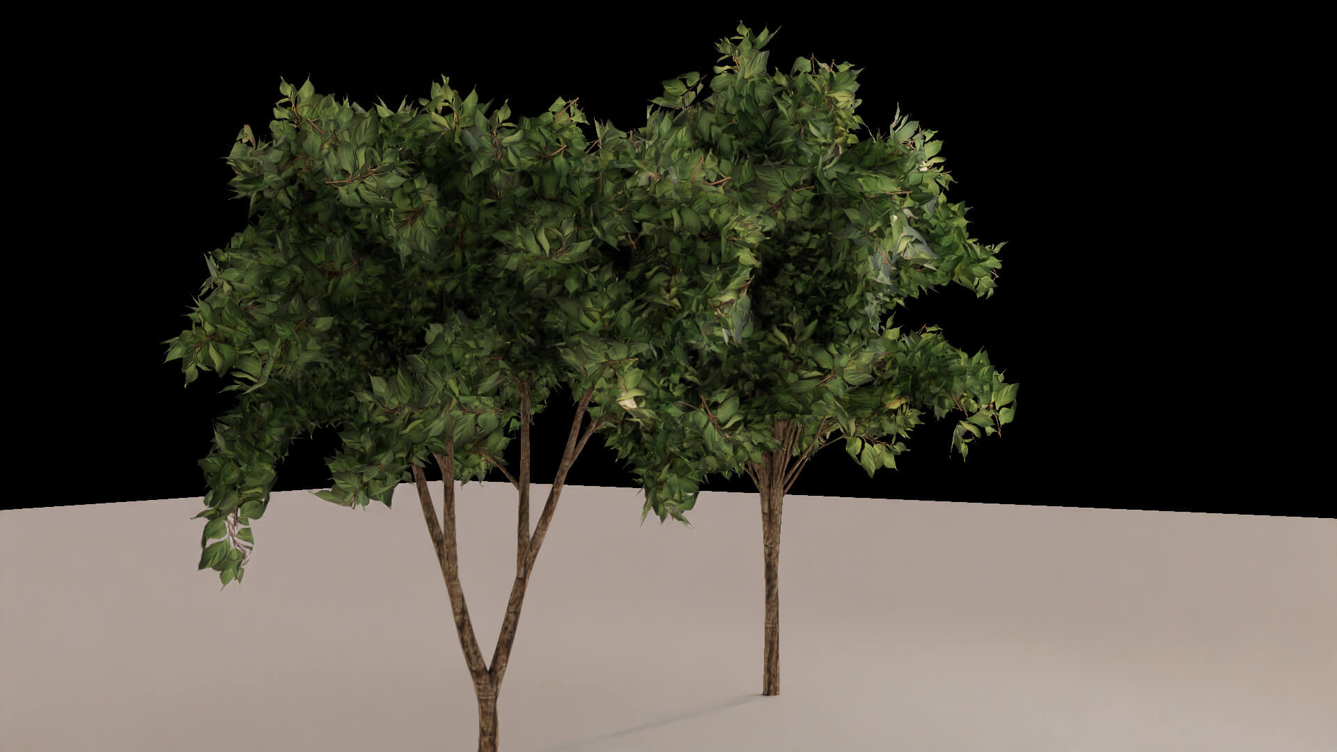 Trees - 3D Model by clickdamn