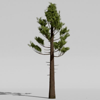 Plants 3D Models | 3D Pine Trees | RenderHub