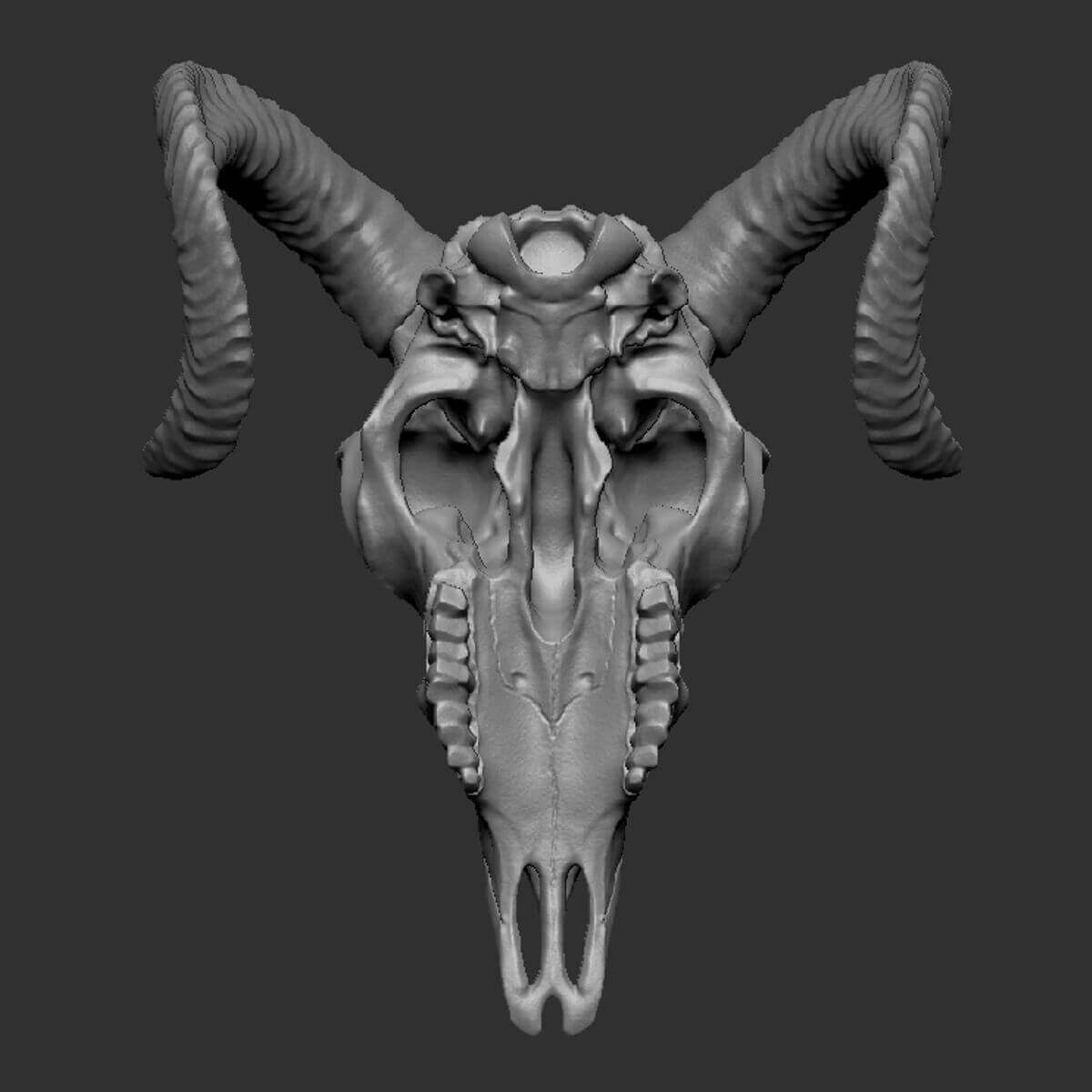 Goat Skull - 3D Model by craft3D