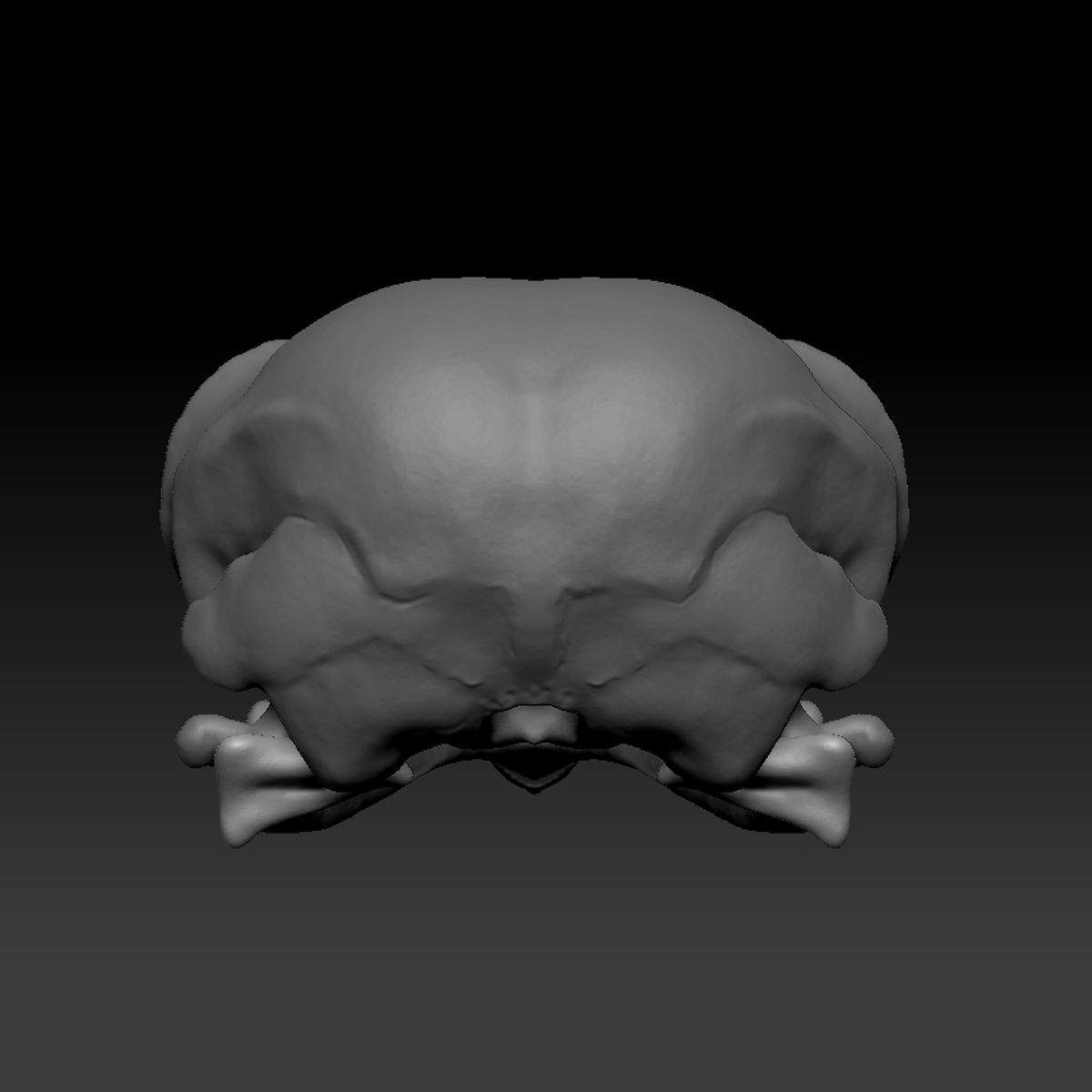 Owl Skull - 3D Model by craft3D