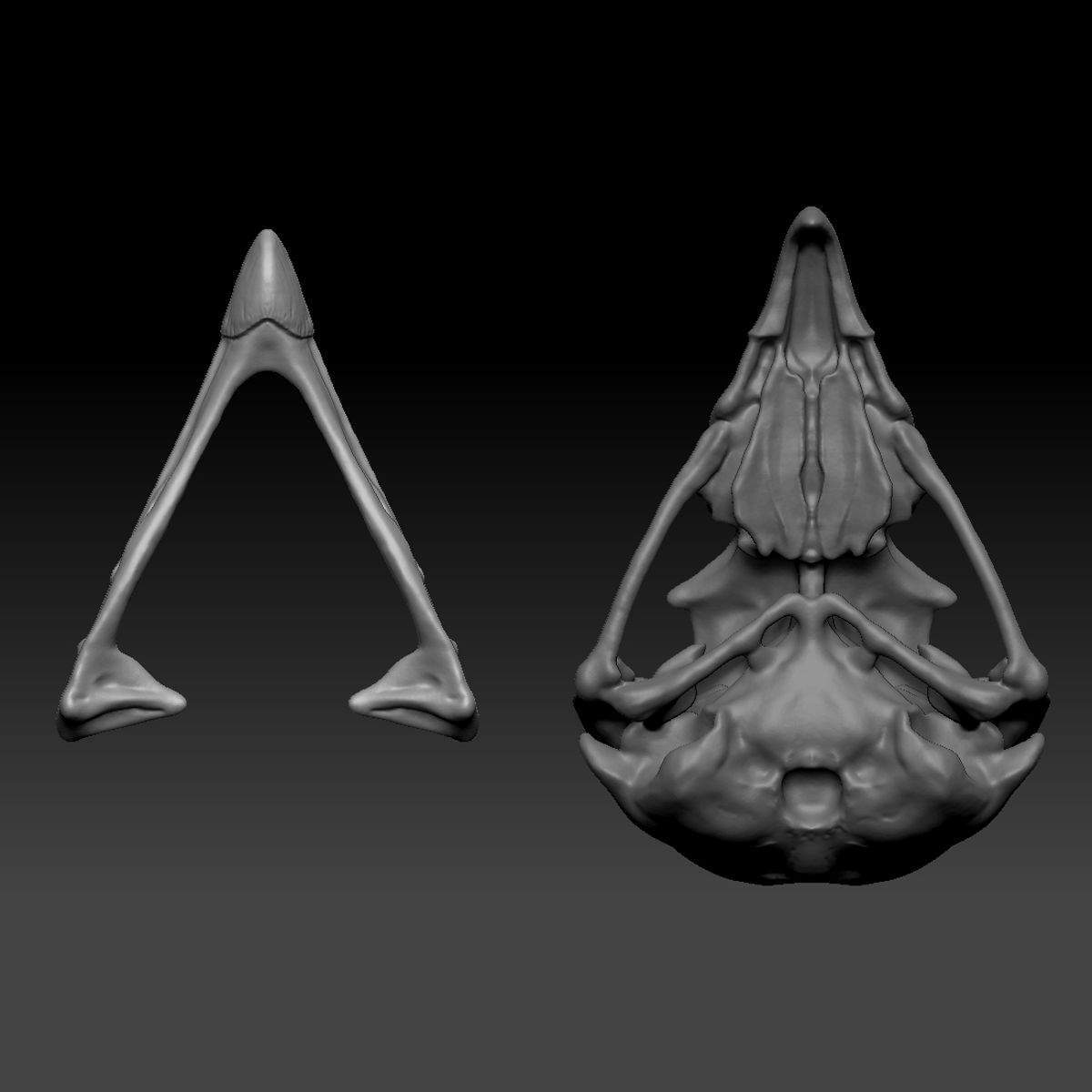 Owl Skull - 3D Model by craft3D