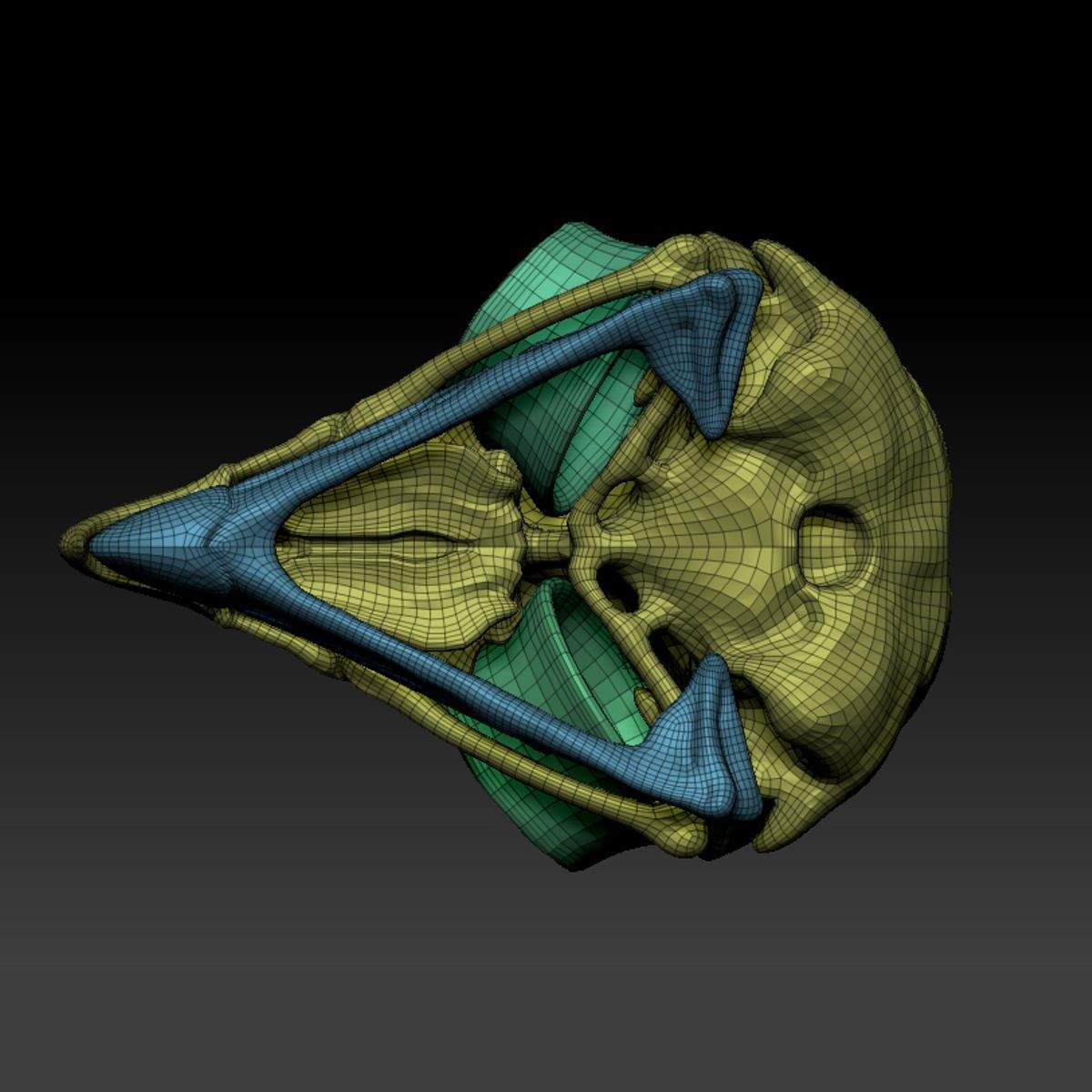 Owl Skull - 3D Model by craft3D