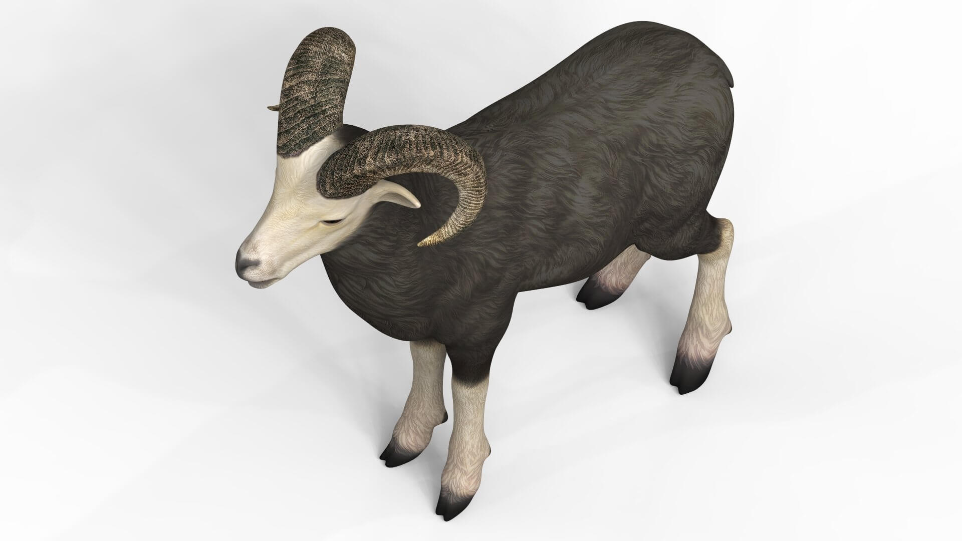 Sheep - 3D Model by creativejungle