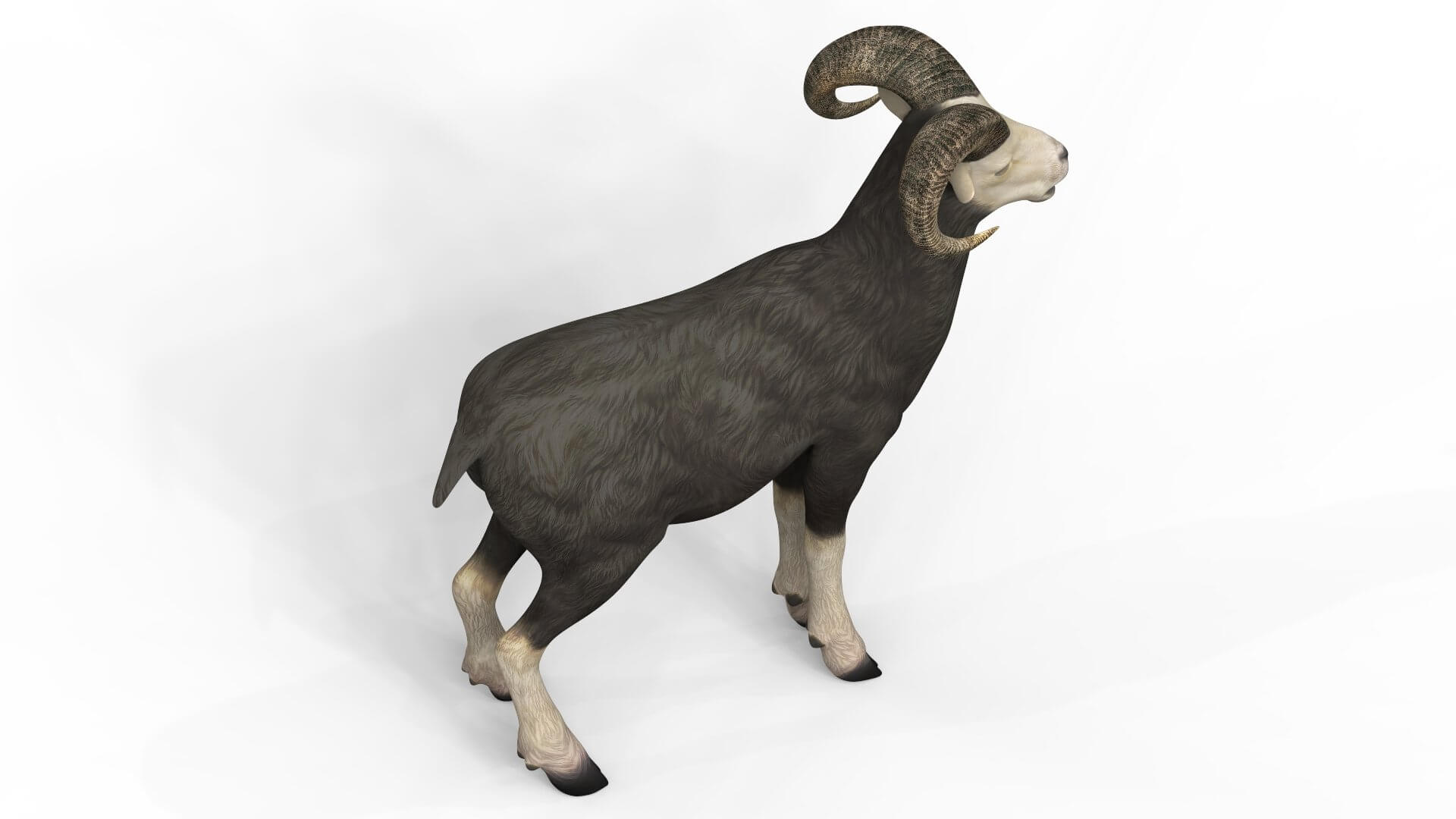 Sheep - 3D Model by creativejungle