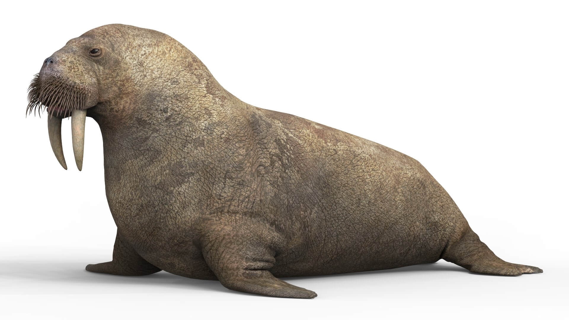 Walrus - 3D Model by creativejungle