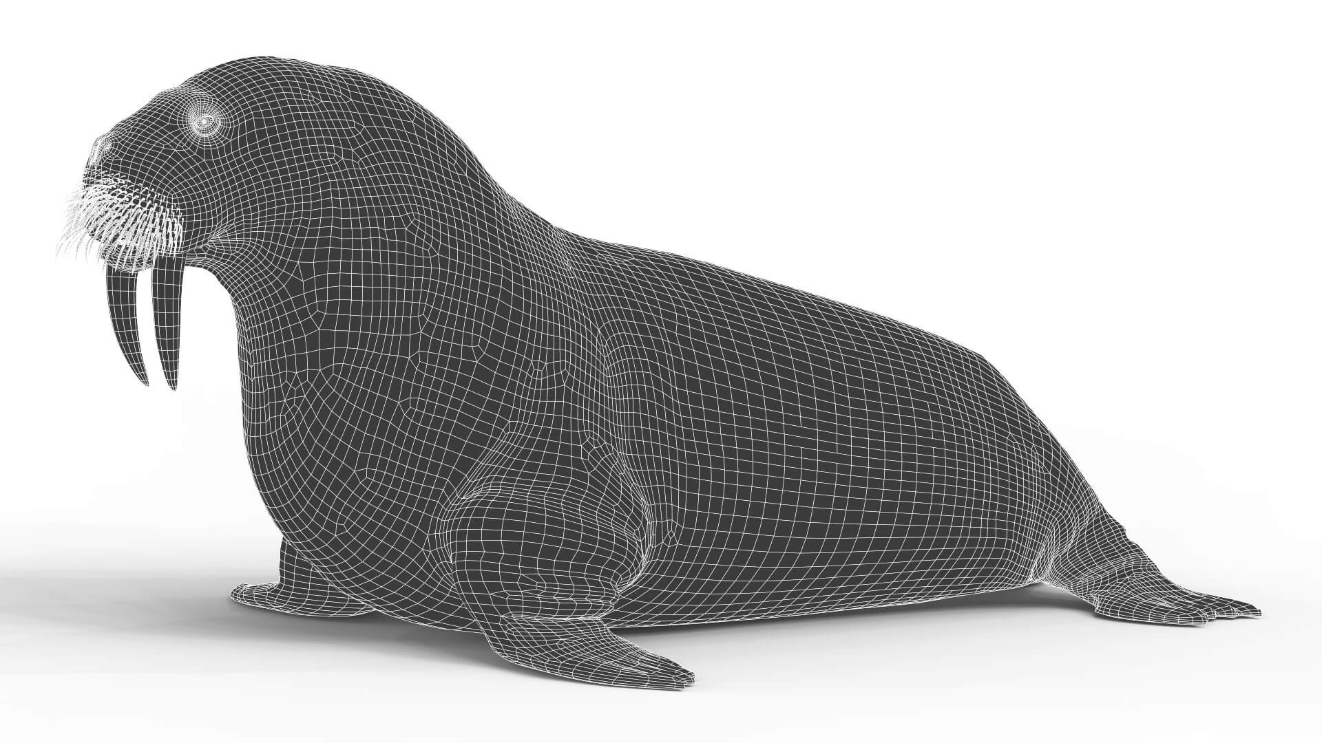 Walrus - 3D Model by creativejungle