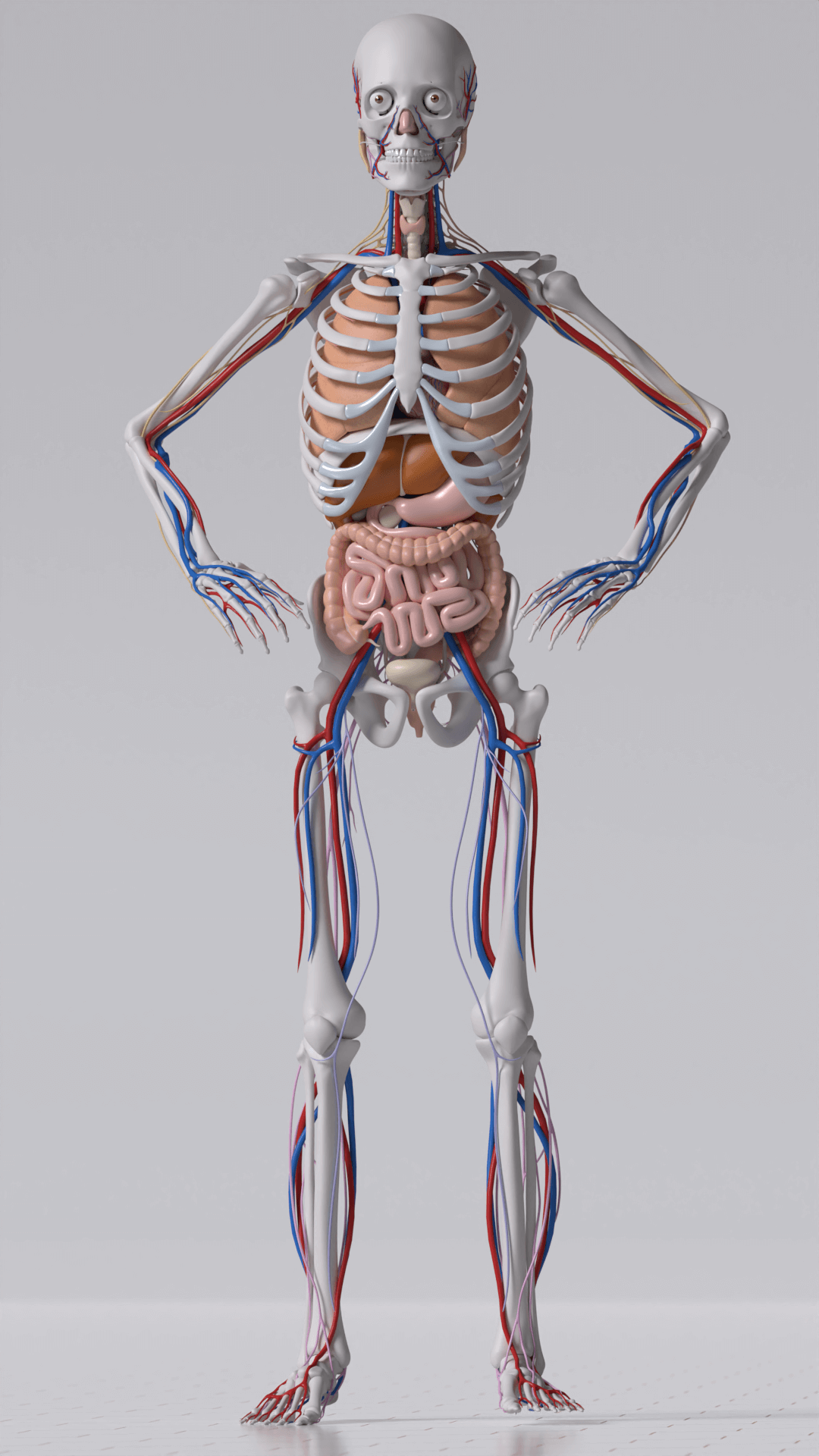 human anatomy 3D Render, Digital Art by crez3d