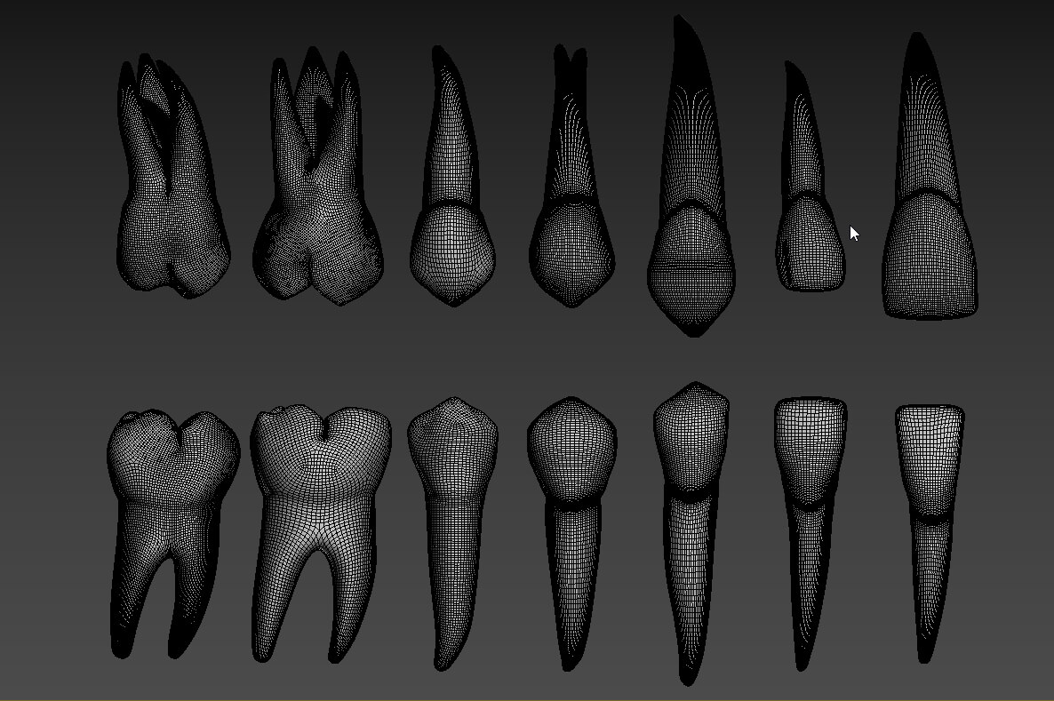 Teeth 3D Model by criismora
