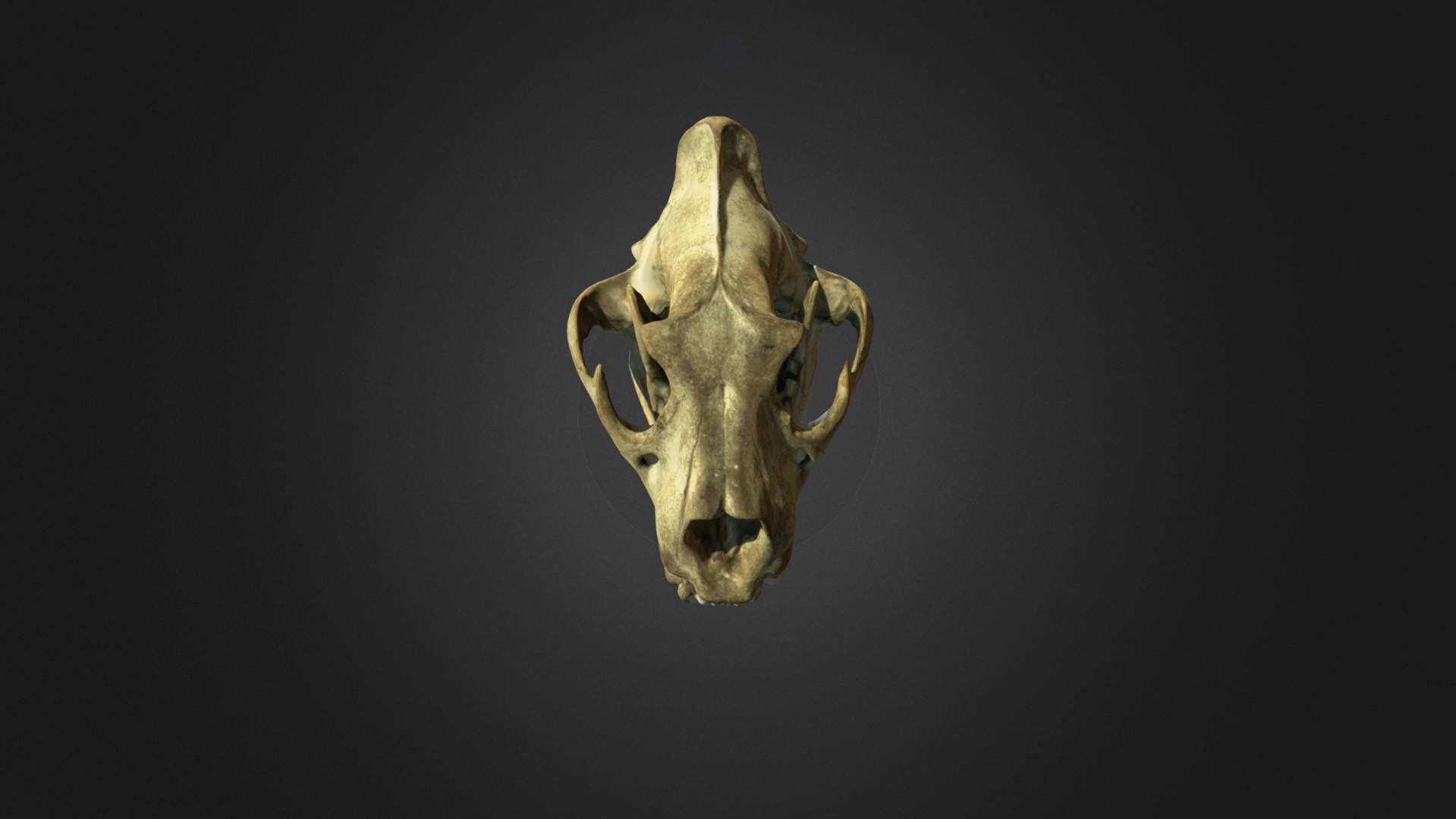Lion Skull - 3D Model by Cuong3DartistVN