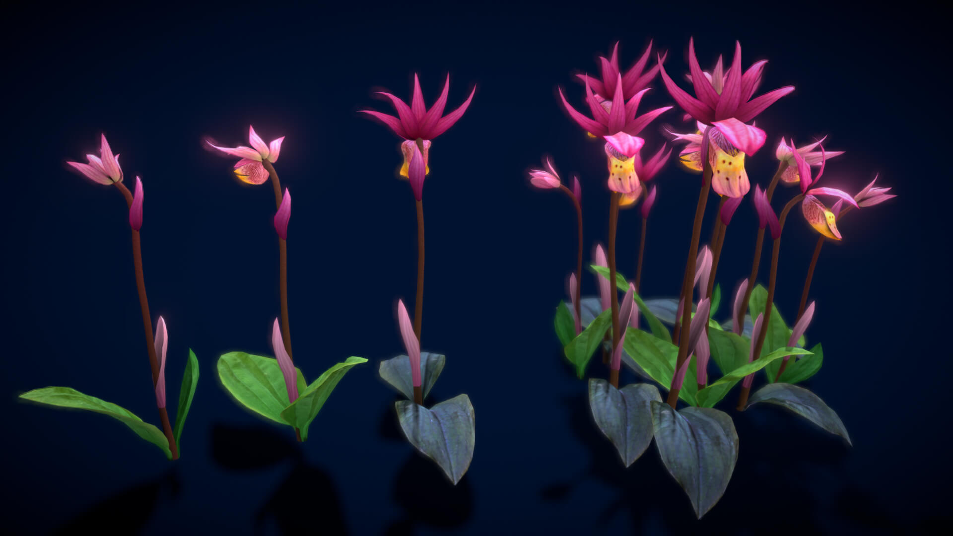 Flower Calypso Bulbosa - 3D Model by cuongvc