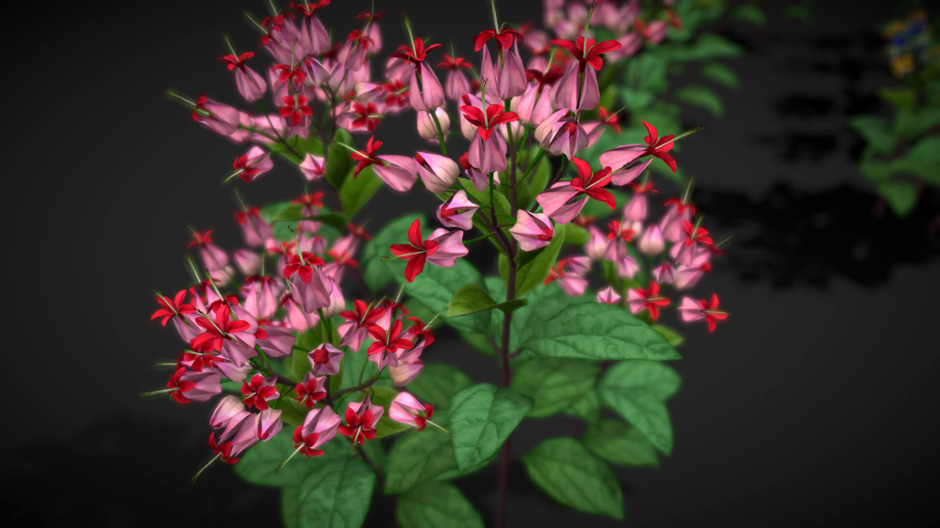 Flower Clerodendron Thomsonae - 3D Model by cuongvc