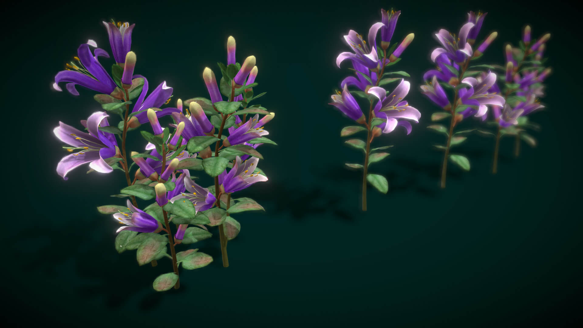 Correa Reflexa Flower - 3D Model by cuongvc