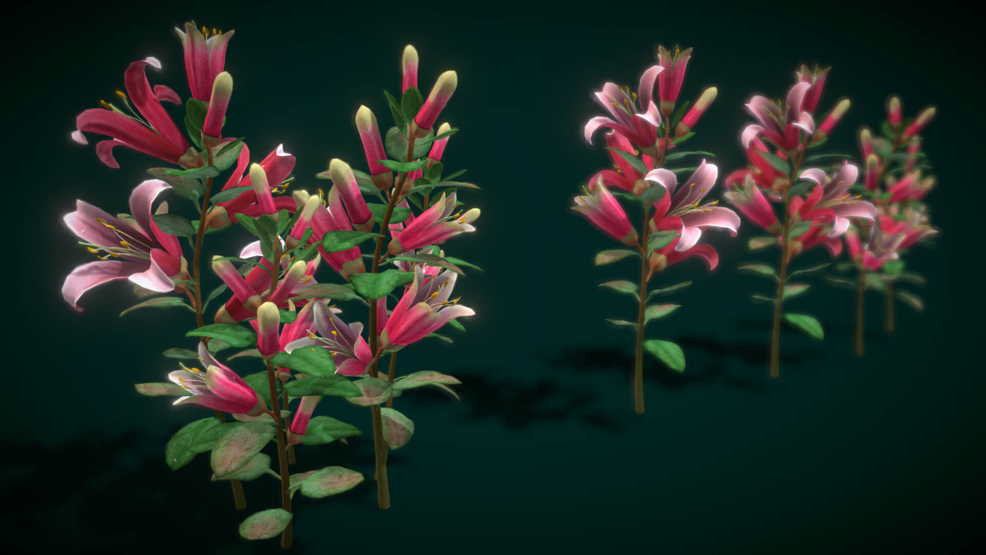 Correa Reflexa Flower - 3D Model by cuongvc