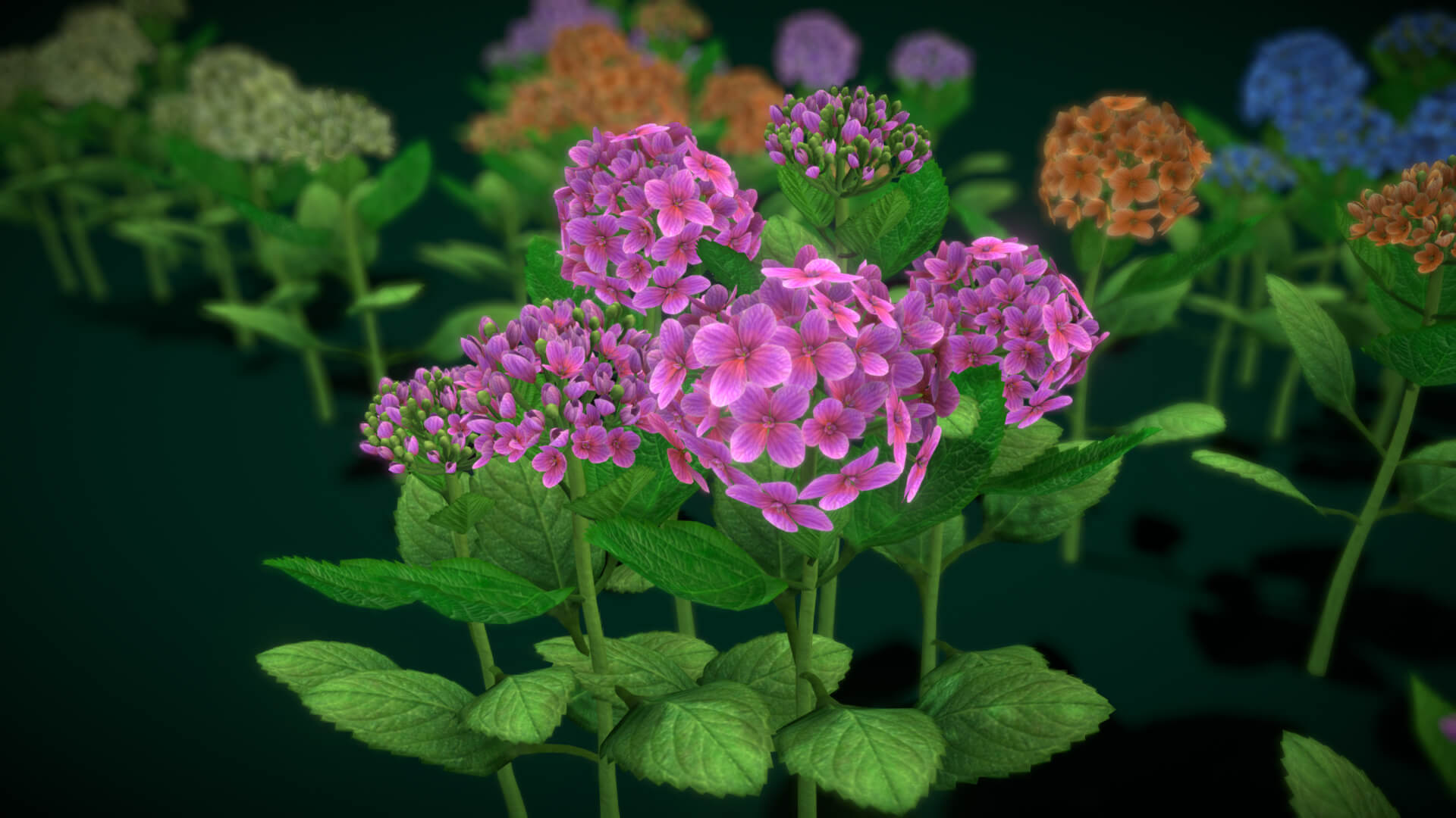 Flower Hydrange - 3D Model by cuongvc