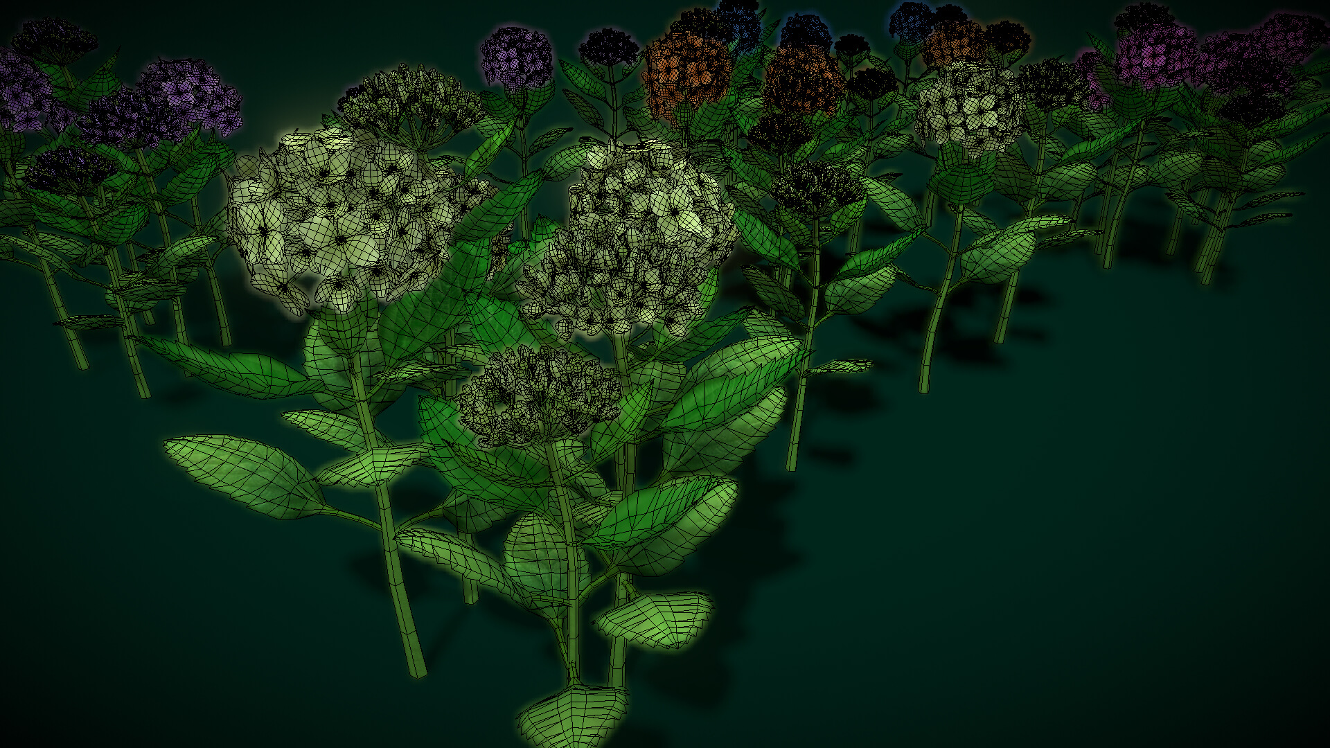 Flower Hydrange - 3D Model by cuongvc