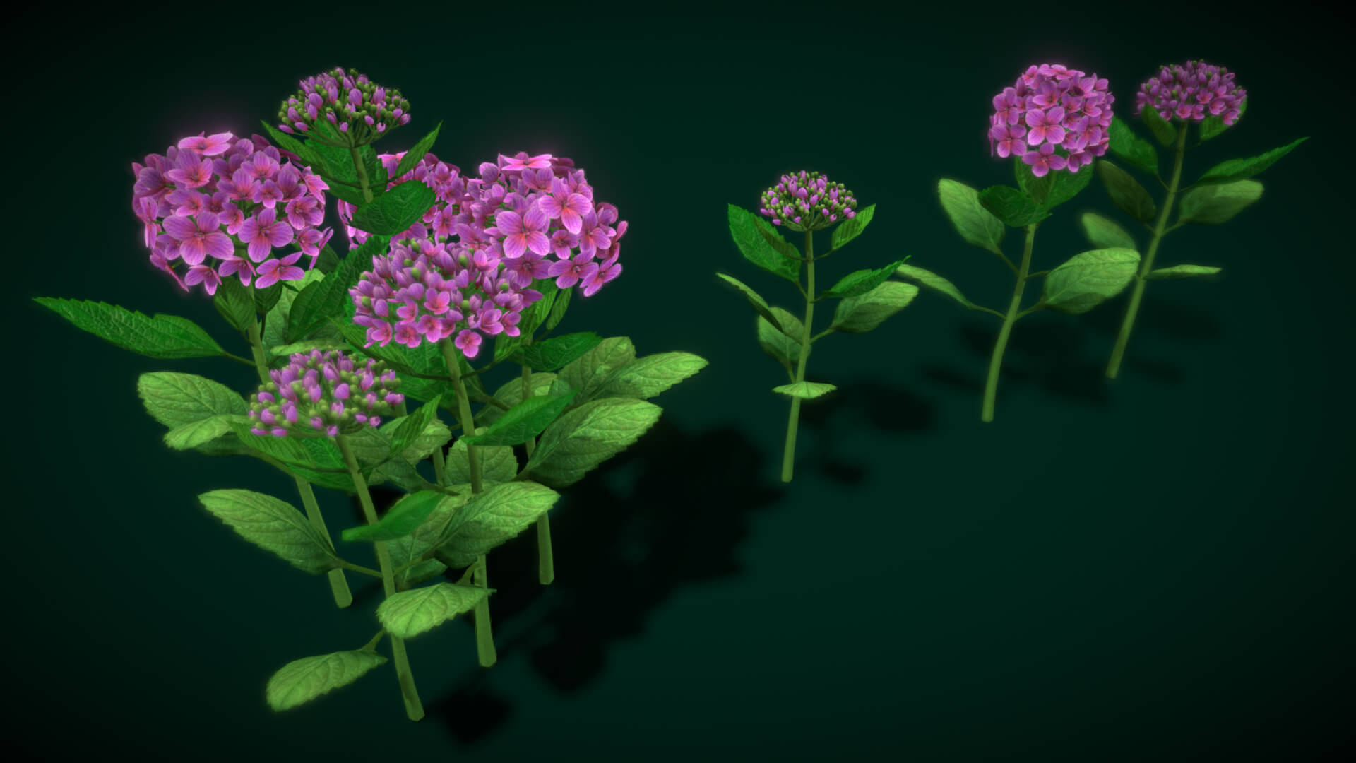 Flower Hydrange - 3D Model by cuongvc