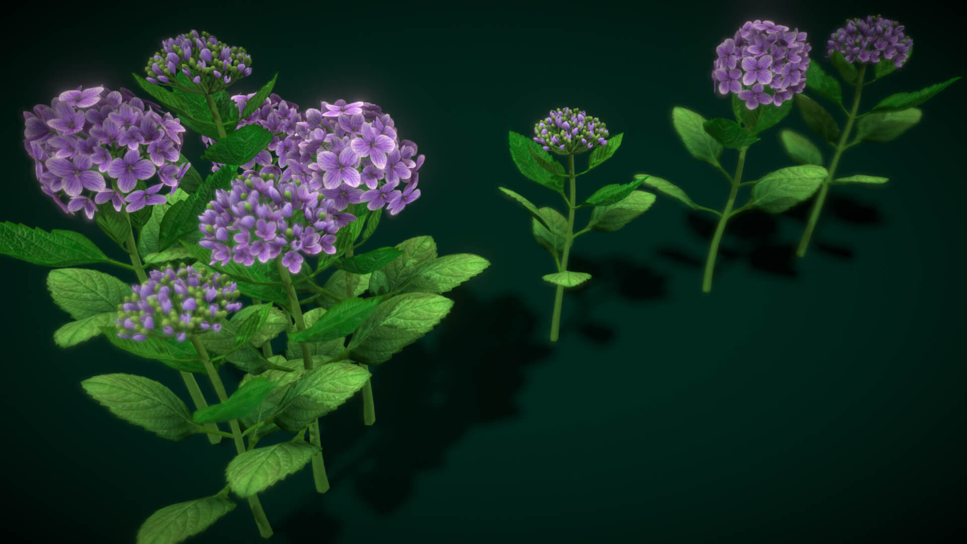 Flower Hydrange - 3D Model by cuongvc