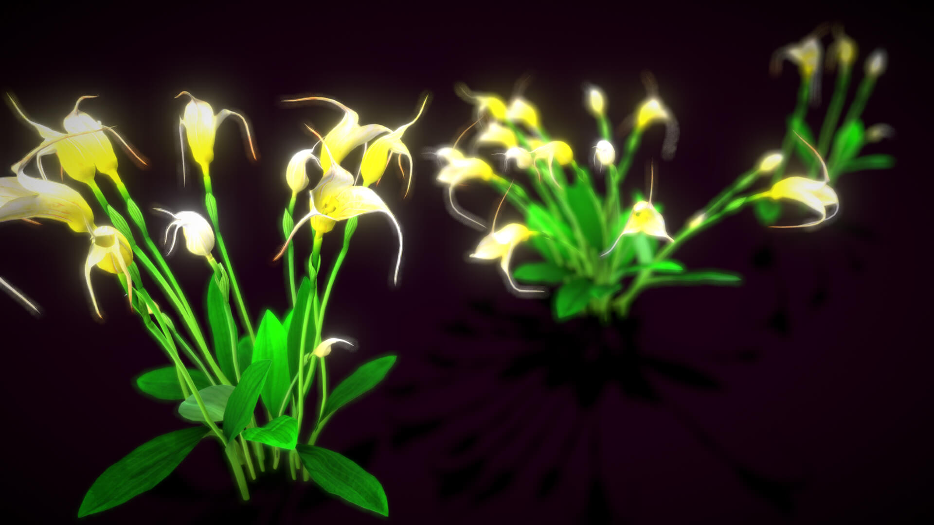 Flower Masdevallia Limax - 3D Model by cuongvc