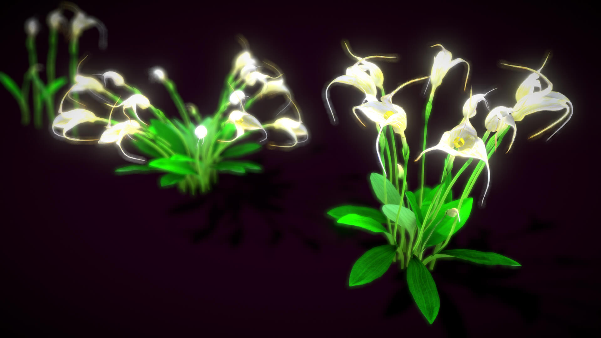 Flower Masdevallia Limax - 3D Model by cuongvc