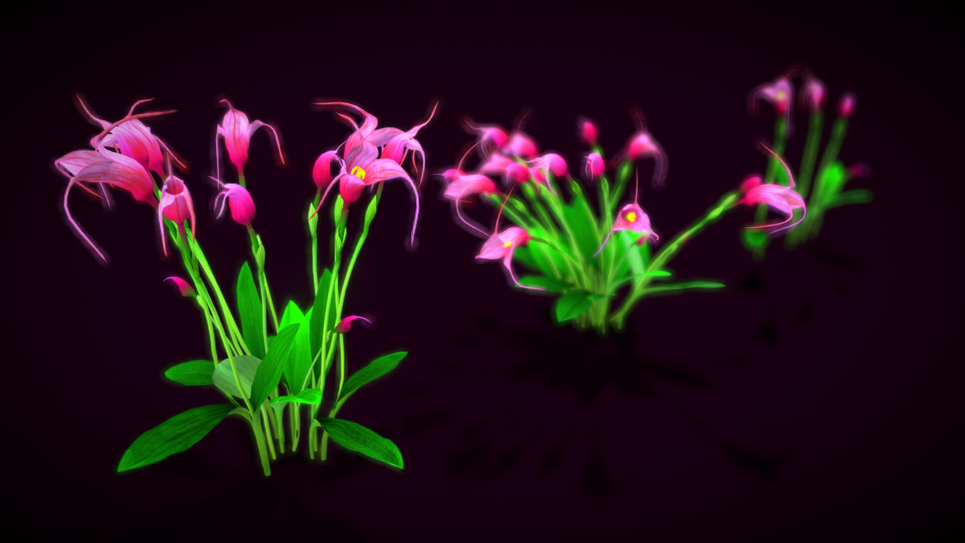 Flower Masdevallia Limax - 3D Model by cuongvc