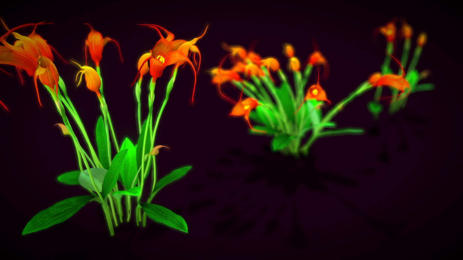Flower Masdevallia Limax - 3D Model by cuongvc