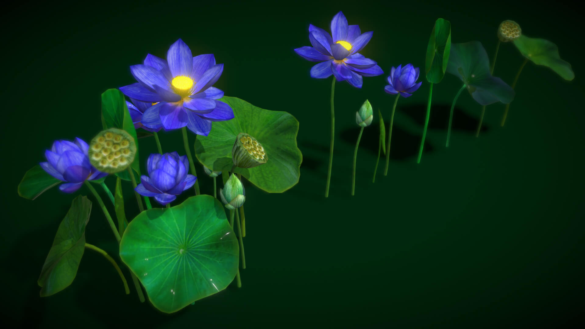 Flower Nelumbo Nucifera - 3D Model by cuongvc