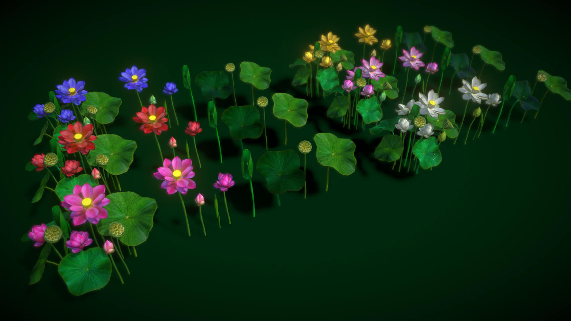 Flower Nelumbo Nucifera - 3D Model by cuongvc