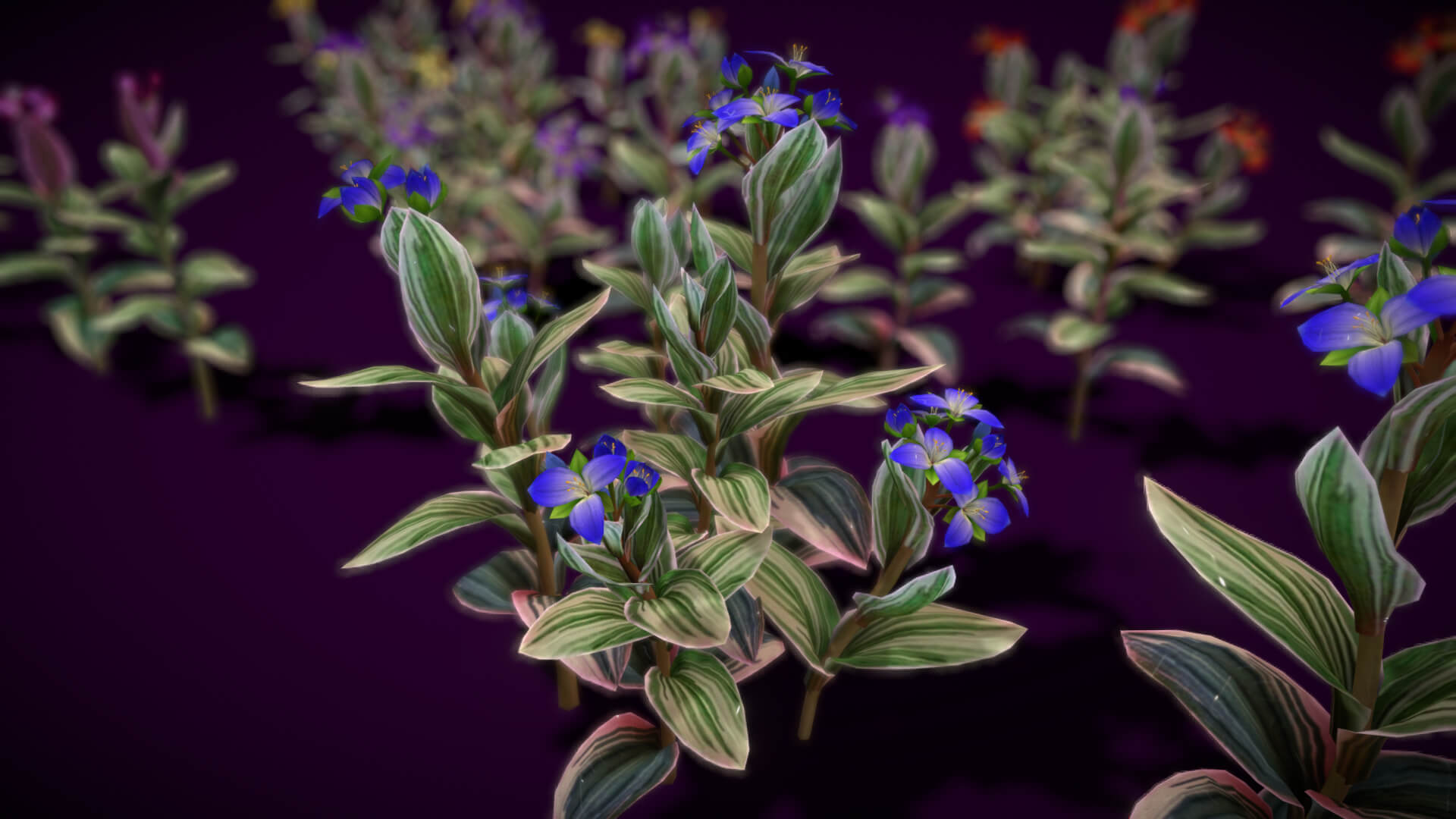 Flower Tradescantia Nanouk - 3D Model by cuongvc