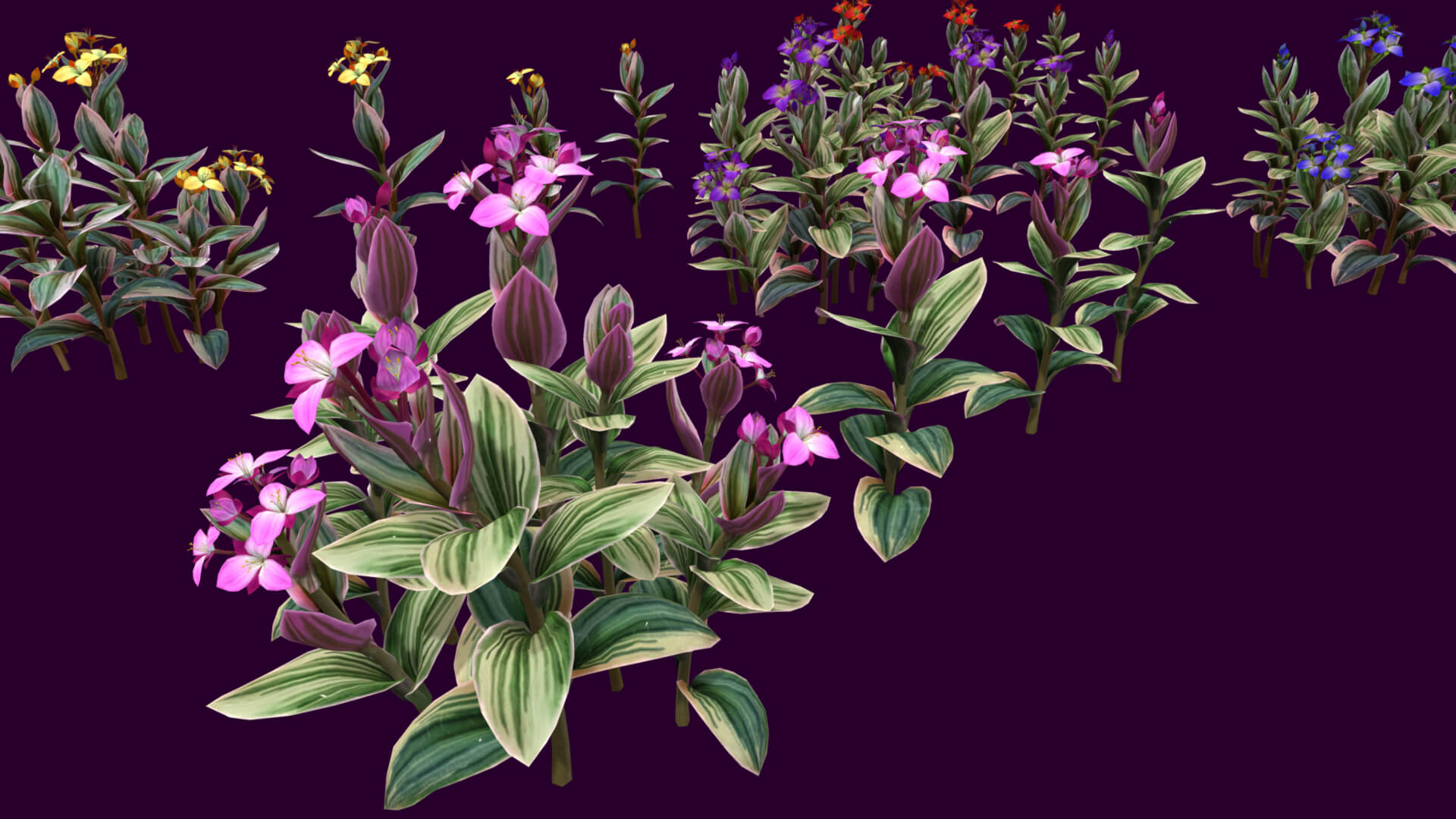 Flower Tradescantia Nanouk - 3D Model by cuongvc