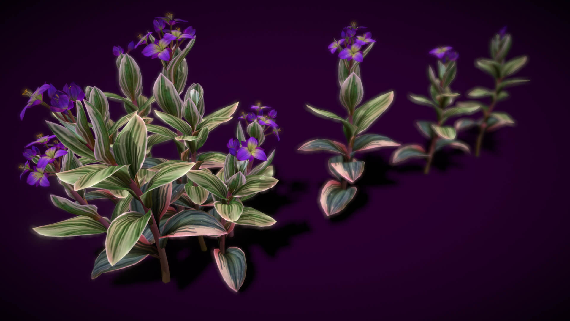 Flower Tradescantia Nanouk - 3D Model by cuongvc