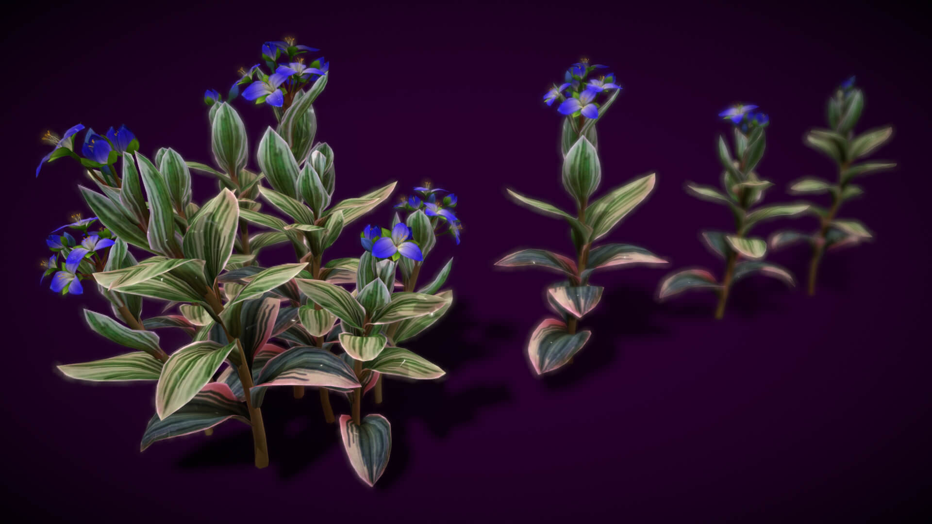 Flower Tradescantia Nanouk - 3D Model by cuongvc